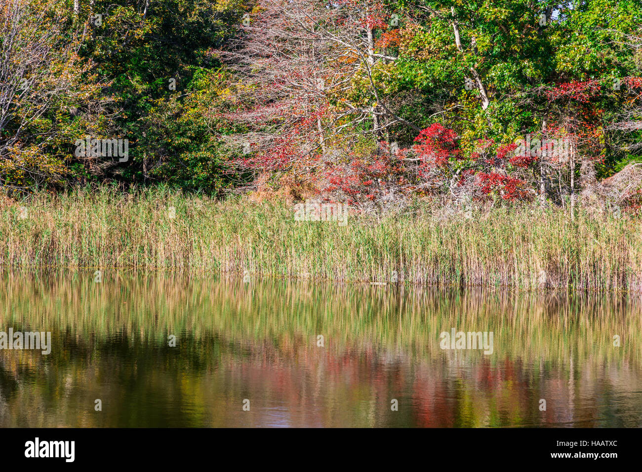 quiet water and wet lands, natural setting Stock Photo - Alamy