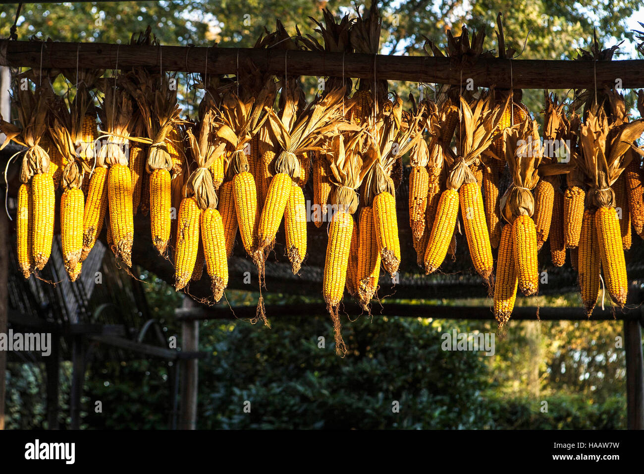 Corn cobs , sweet corn, Italy Credit © Federico Meneghetti/Sintesi ...