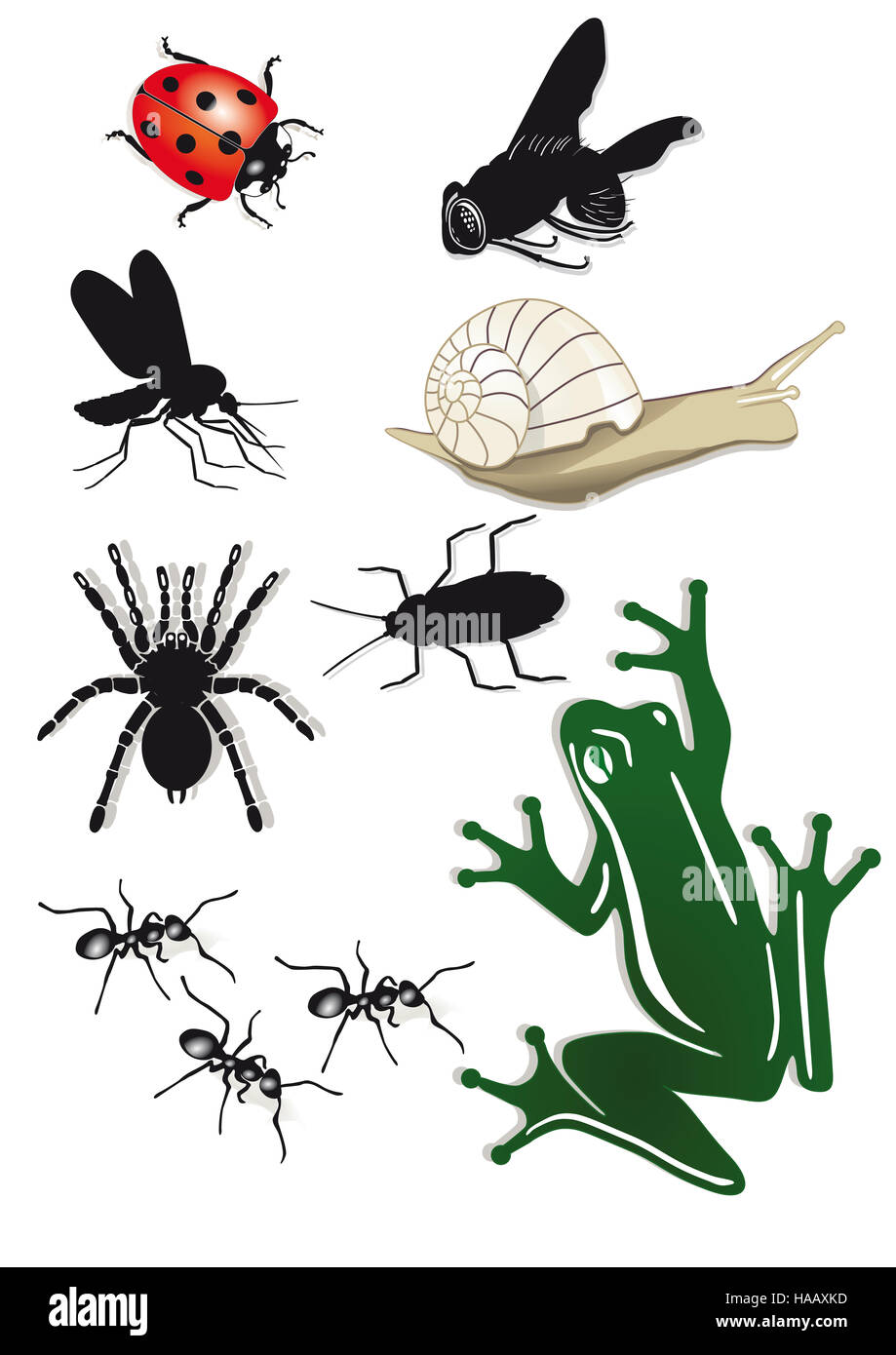 Creepy crawlies hi-res stock photography and images - Alamy