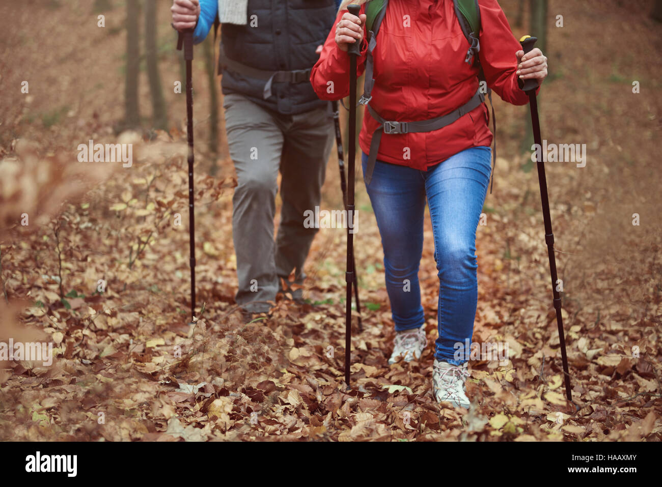 Difficult trail in the forest Stock Photo - Alamy