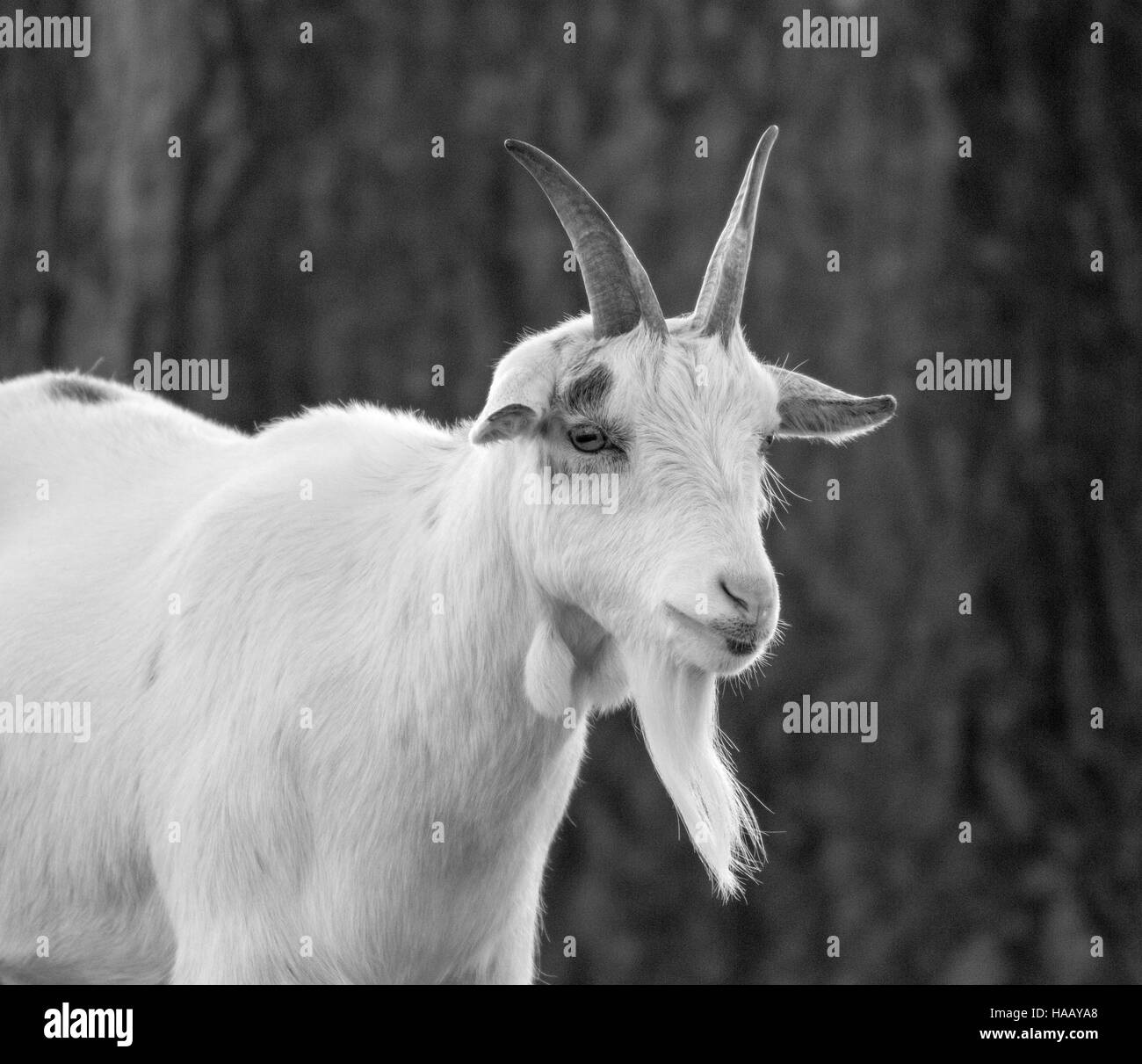 Goat horns beard Black and White Stock Photos & Images - Alamy