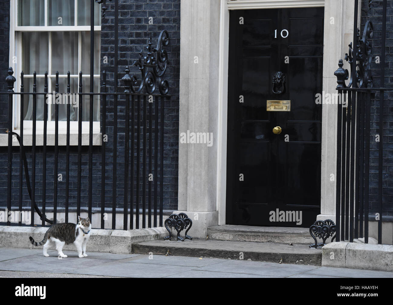 Larry the cat outside 10 Downing Street in London Stock Photo - Alamy
