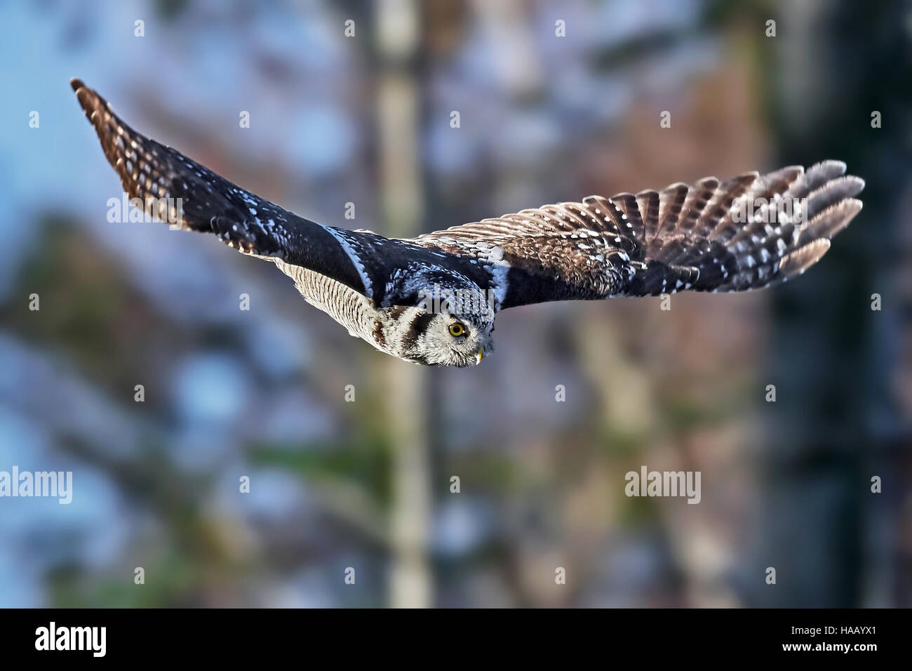 Northern hawk-owl in flight with vegetation in the background Stock ...