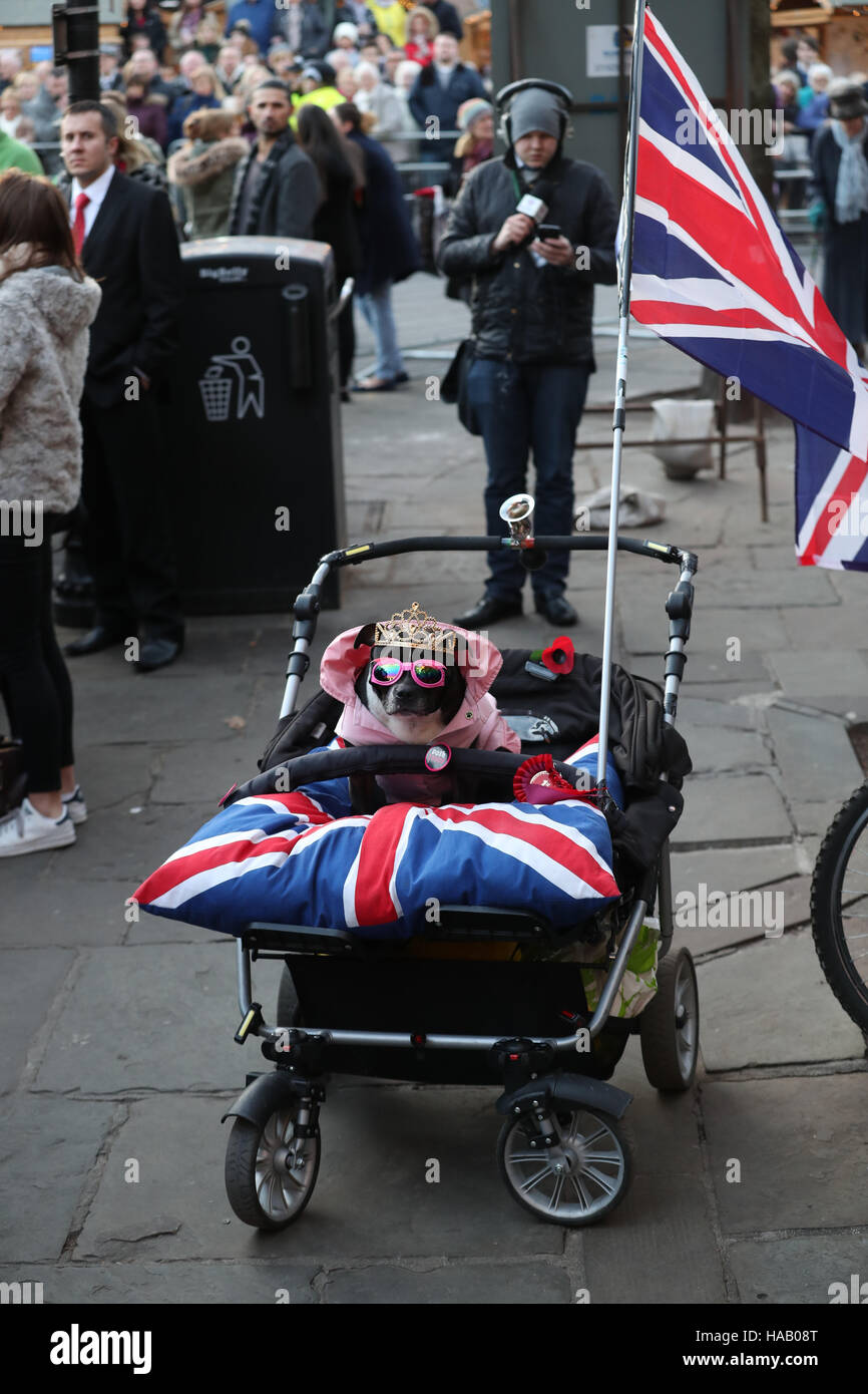 Princess Cleo the dog who came to watch the royal party outside a ...