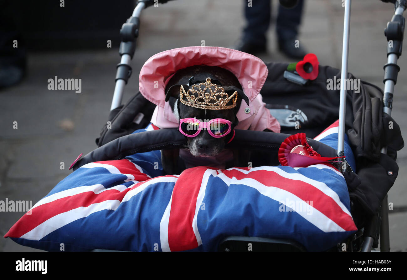 Princess cleo dog hi-res stock photography and images - Alamy