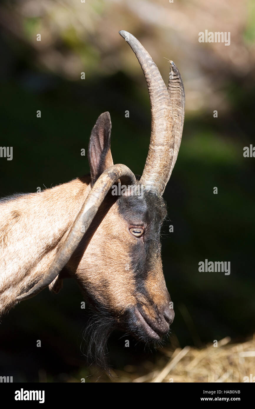 Vierhorn hi-res stock photography and images - Alamy