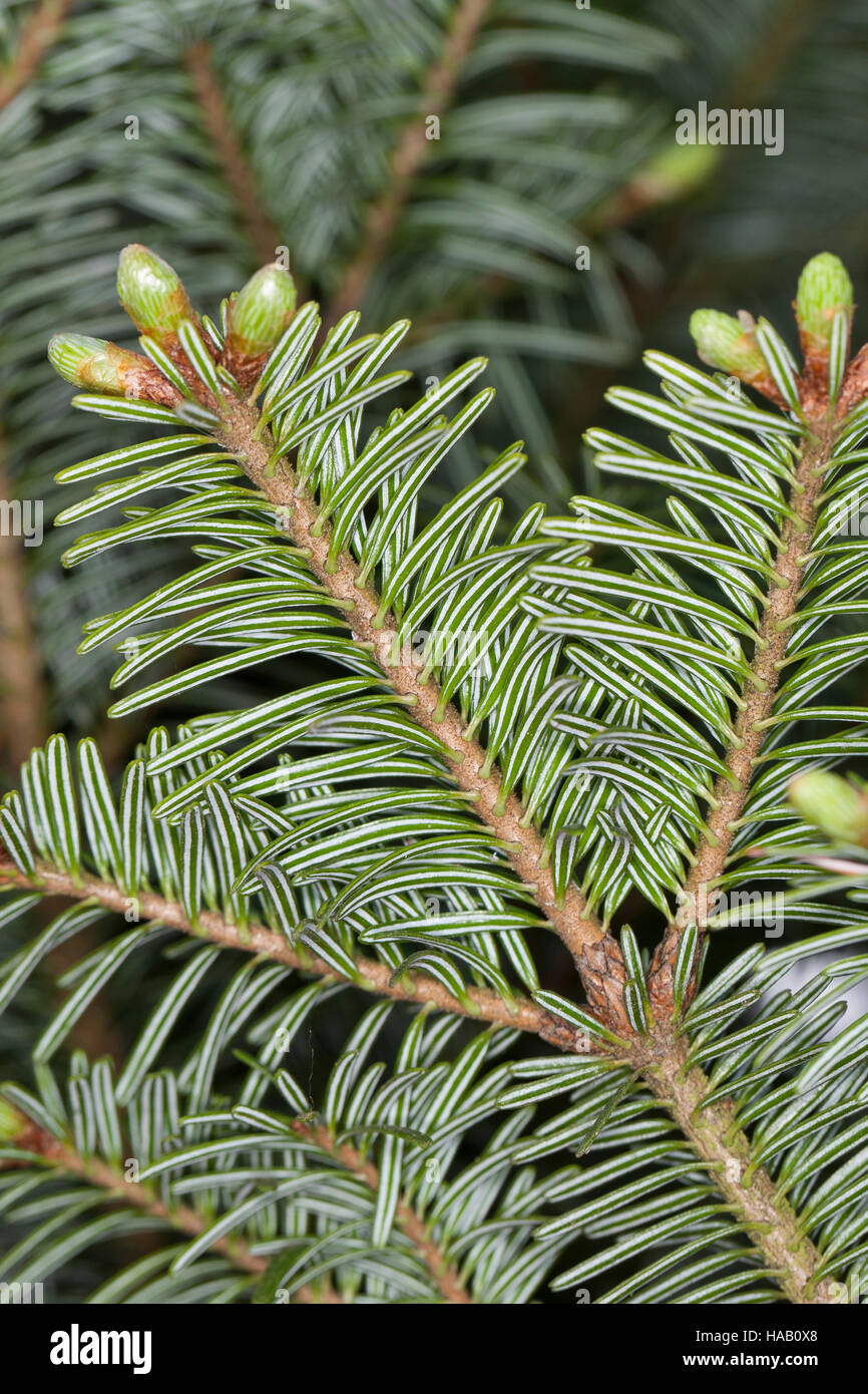 Weiß-Tanne, Weißtanne, Weisstanne, Edeltanne, Silbertanne, Tanne, Abies ...