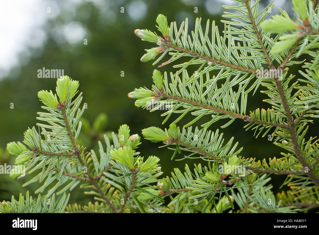 Weiß-Tanne, Weißtanne, Weisstanne, Edeltanne, Silbertanne, Tanne, Abies ...