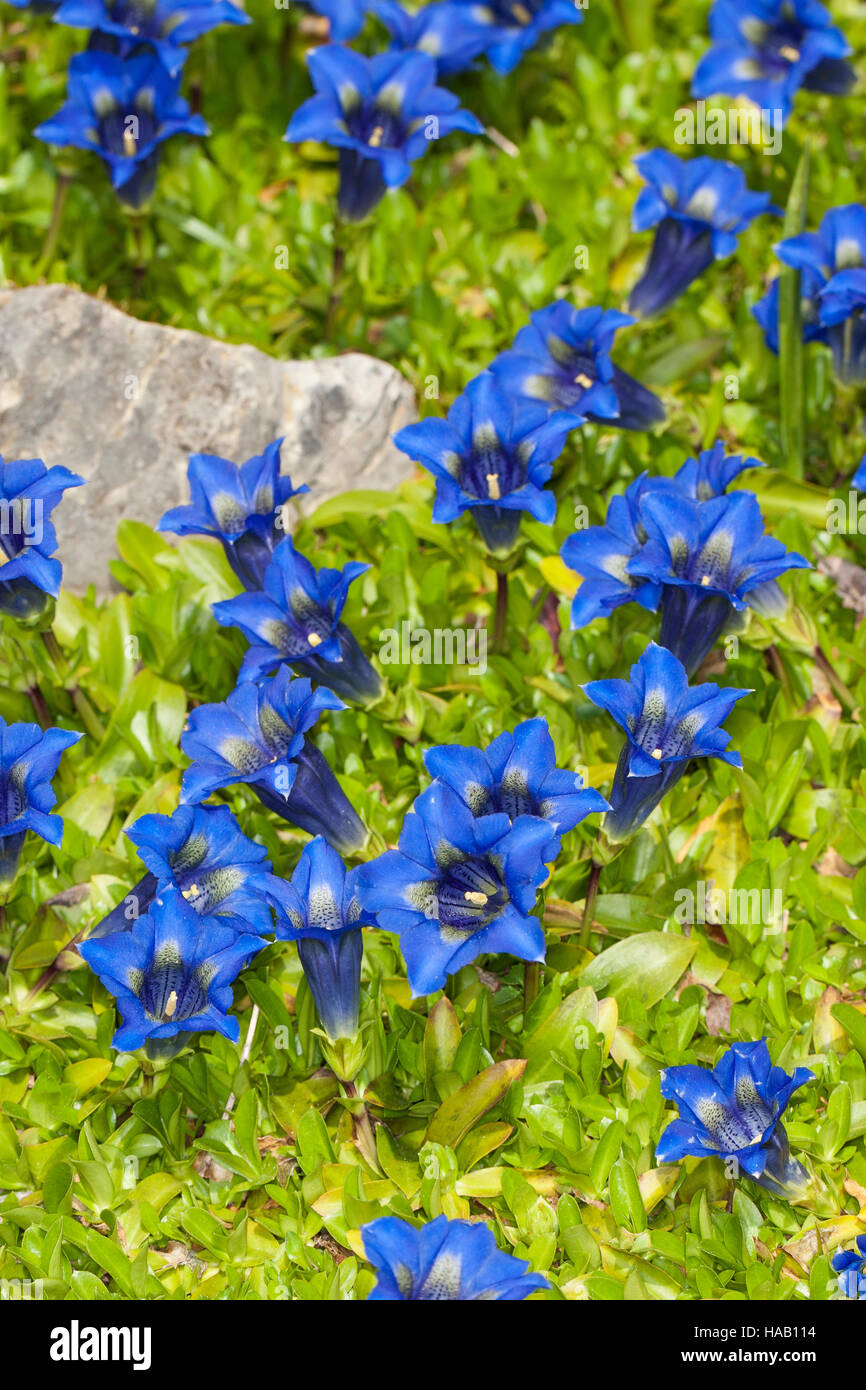 Enzian hi-res stock photography and images - Alamy