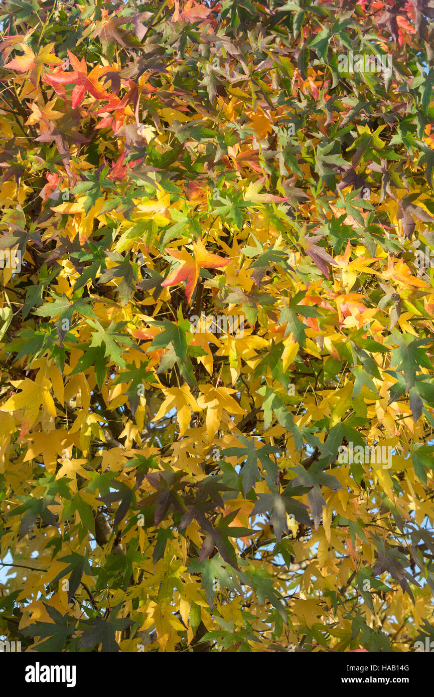 Gum tree leaves hi-res stock photography and images - Alamy