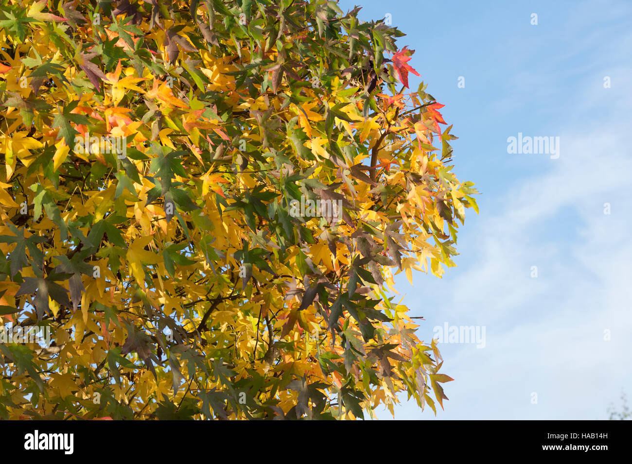 Liquidambar Styraciflua. Colourful Sweet Gum tree leaves in autumn ...