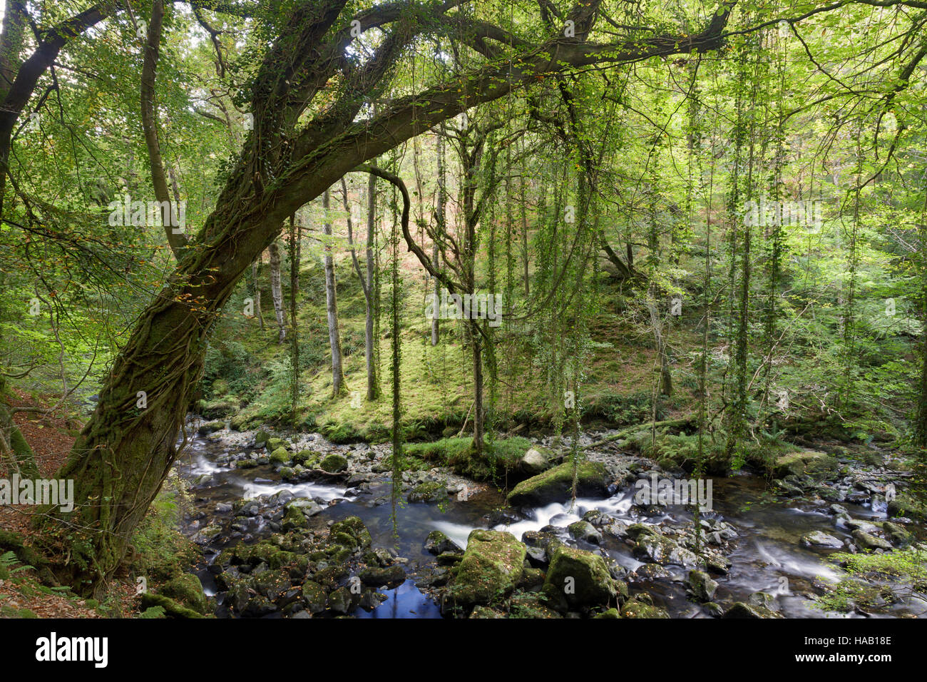 Strands of ivy hanging from a tree over the river Clywedog on the ...