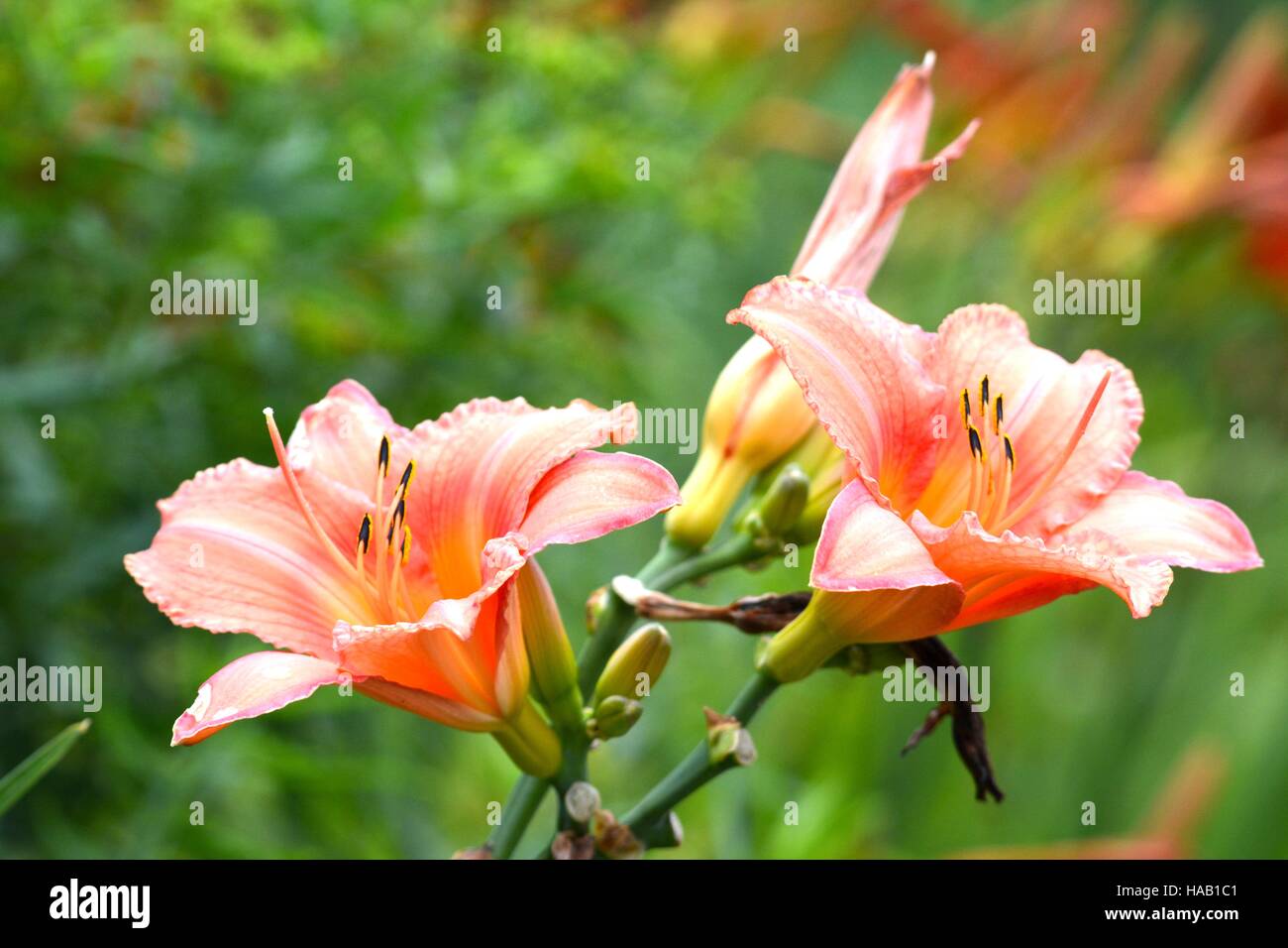 Tall lilies hi-res stock photography and images - Alamy