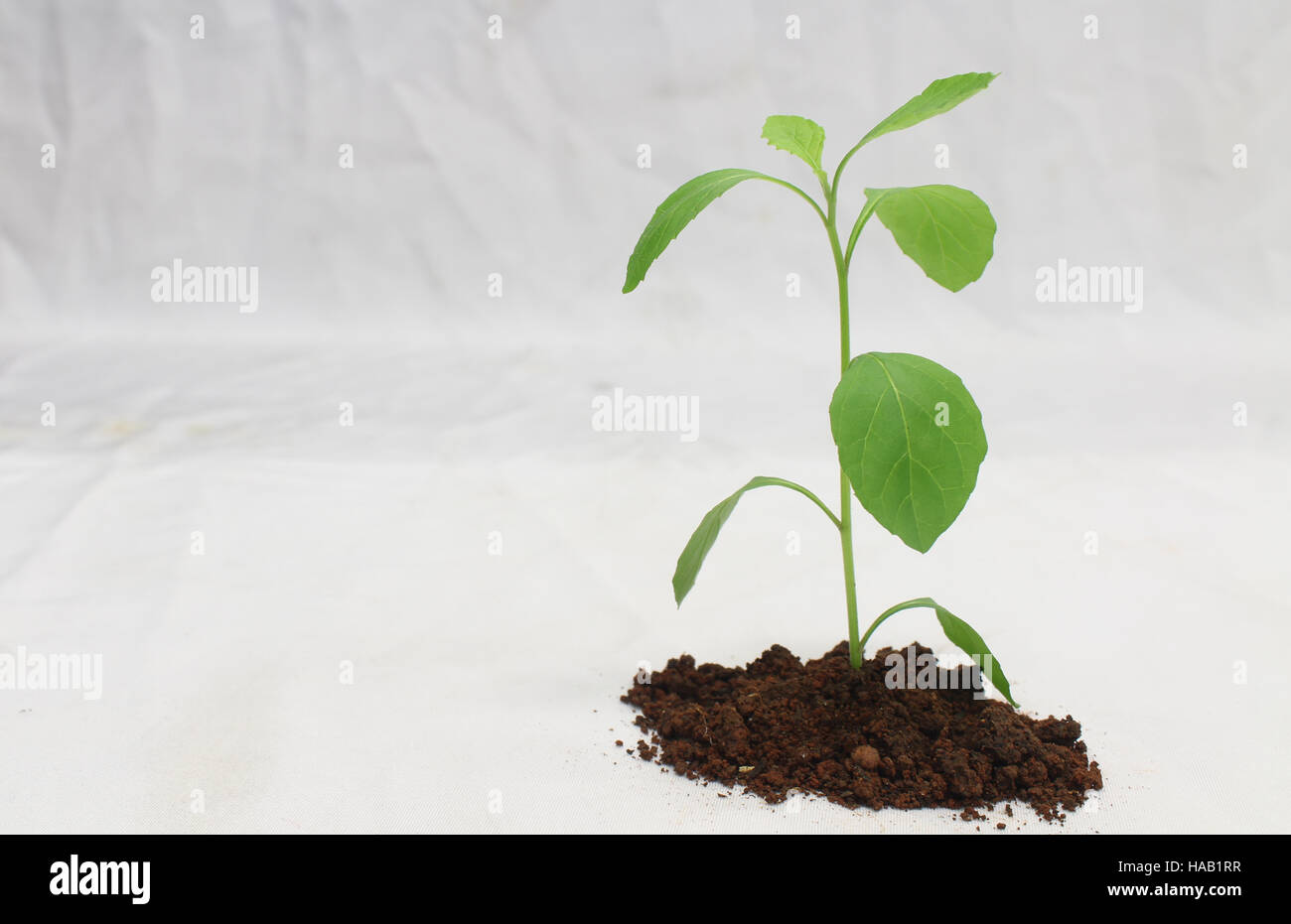 ground plants background isolated green earth grow Stock Photo - Alamy