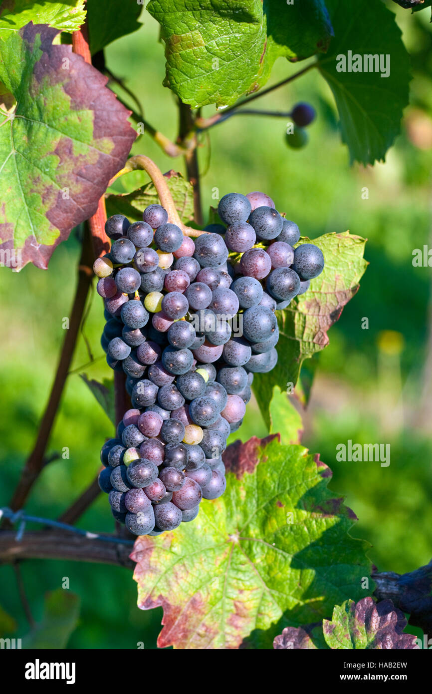 Bunch of violet grapes on grapevine in vineyard in south Styria in ...