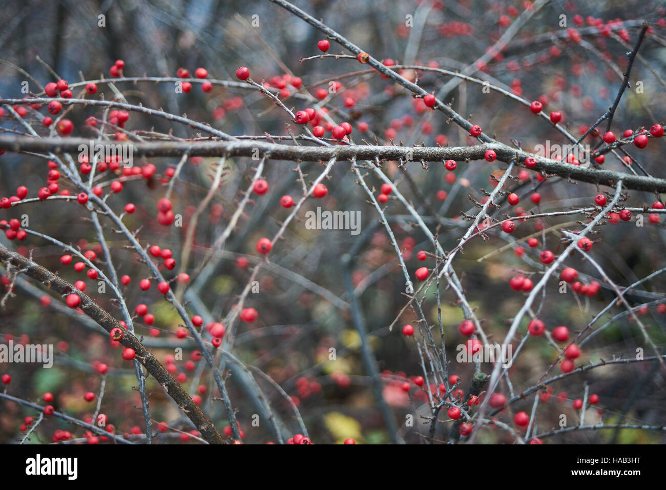 Multicolor autumn Fall colors Stock Photo - Alamy