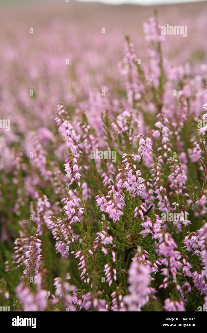 Ling heather is the foodstuff of Black Grouse black grouse on the North ...