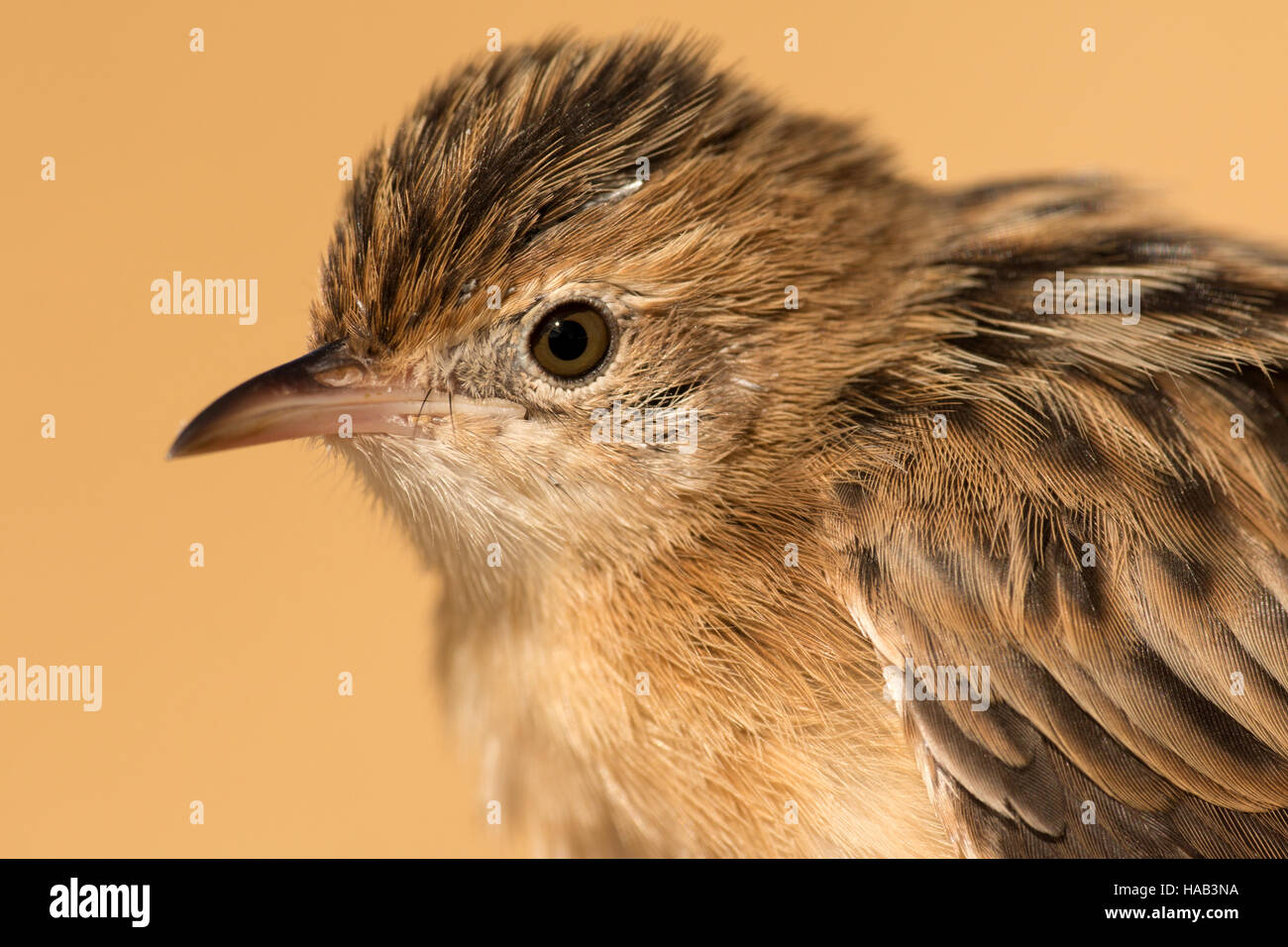 Profile of a little brown wild bird Stock Photo - Alamy