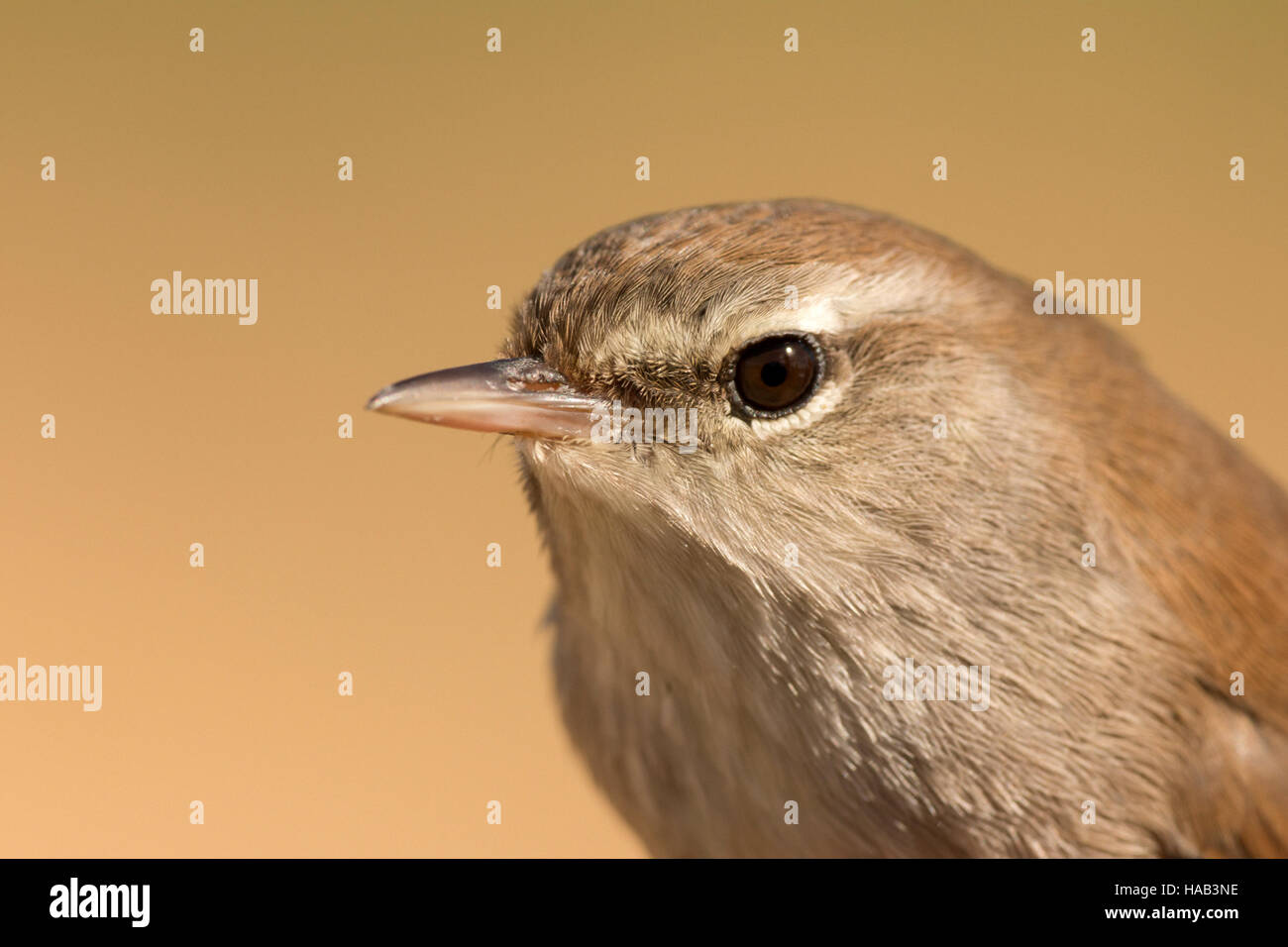Profile of a little brown wild bird Stock Photo - Alamy