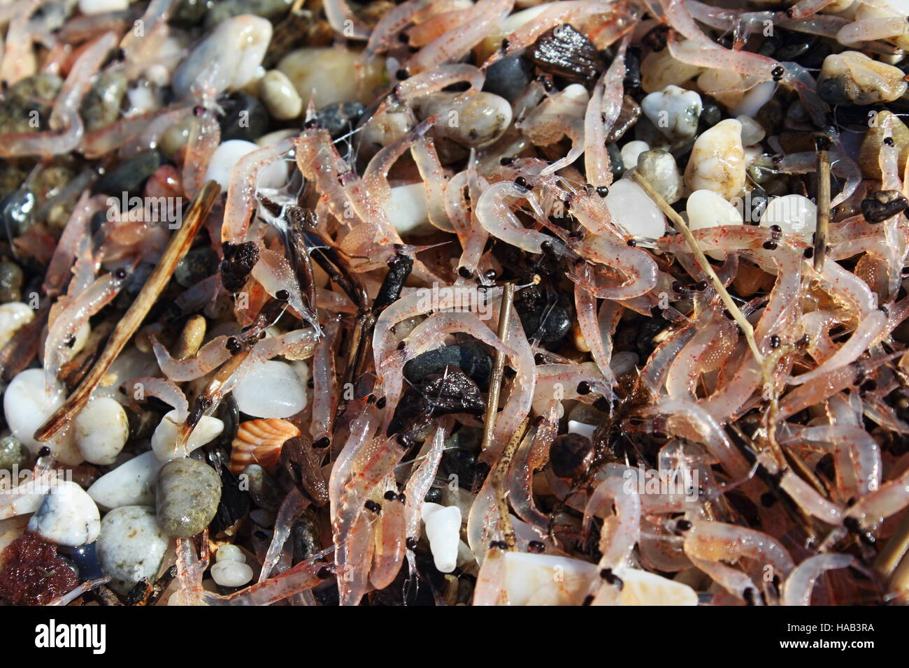 Shrimps on the beach Stock Photo - Alamy