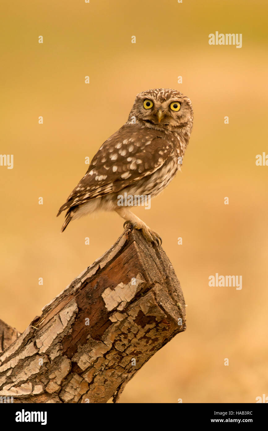 Cute owl, small bird with big eyes in the nature Stock Photo - Alamy