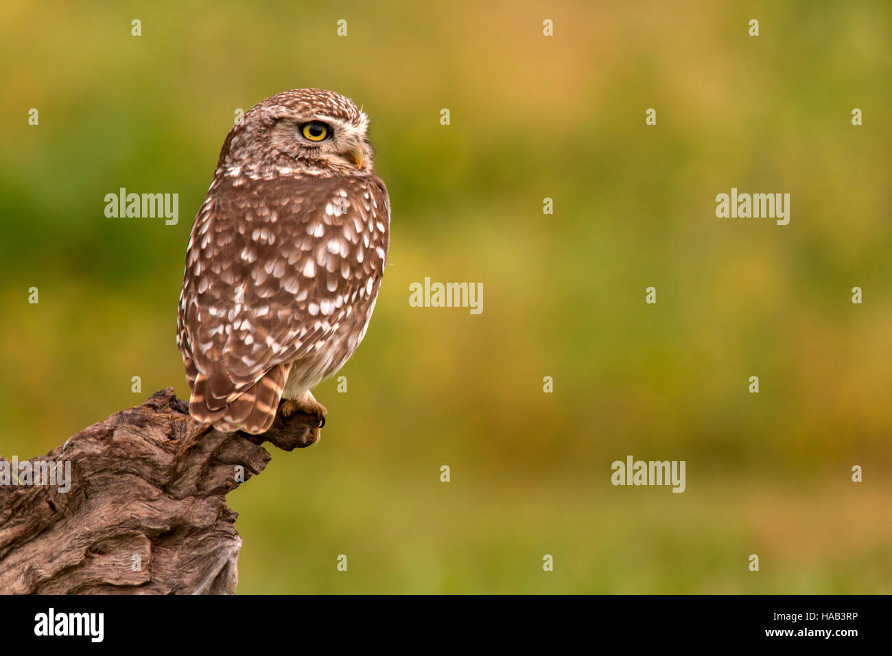 Cute owl, small bird with big eyes in the nature Stock Photo - Alamy