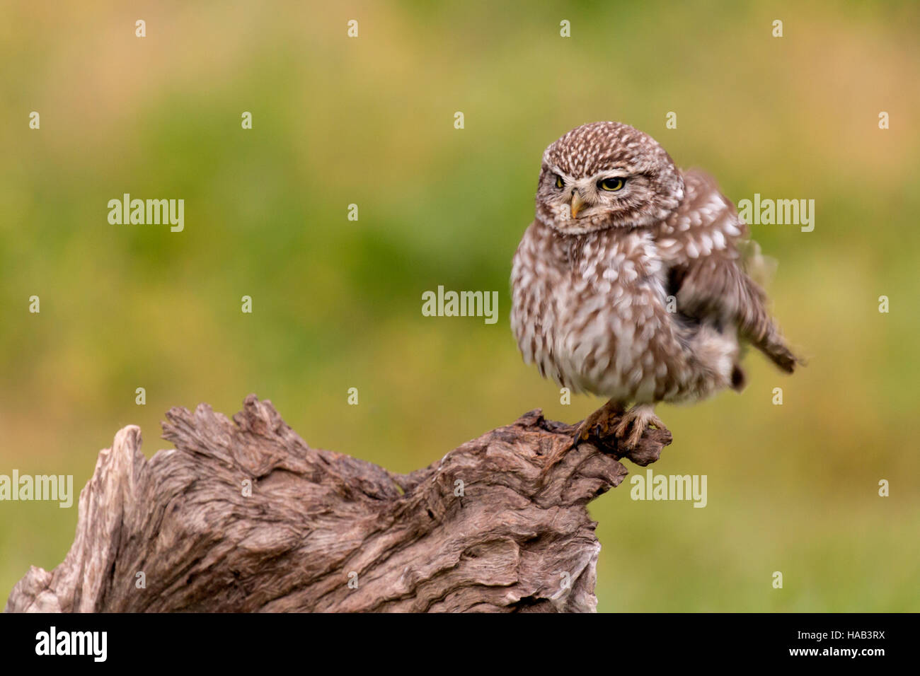 Cute owl, small bird with big eyes in the nature Stock Photo - Alamy