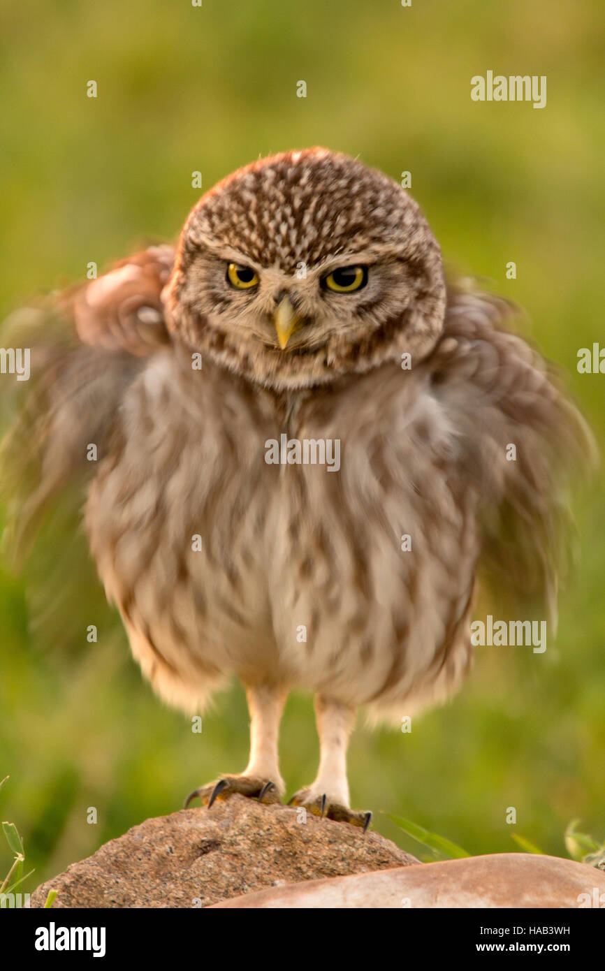 Cute owl, small bird with big eyes in the nature Stock Photo - Alamy