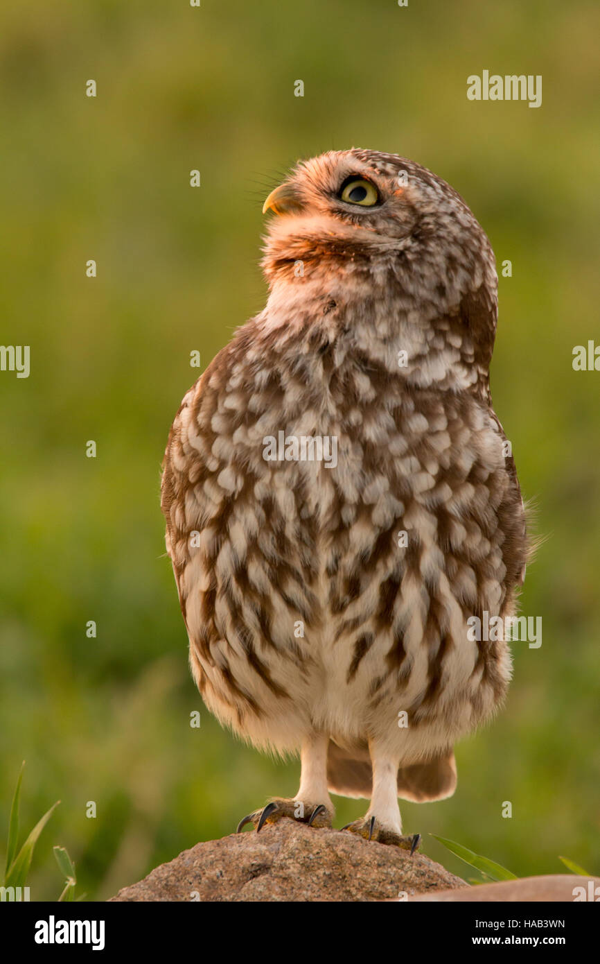 Cute owl, small bird with big eyes in the nature Stock Photo - Alamy