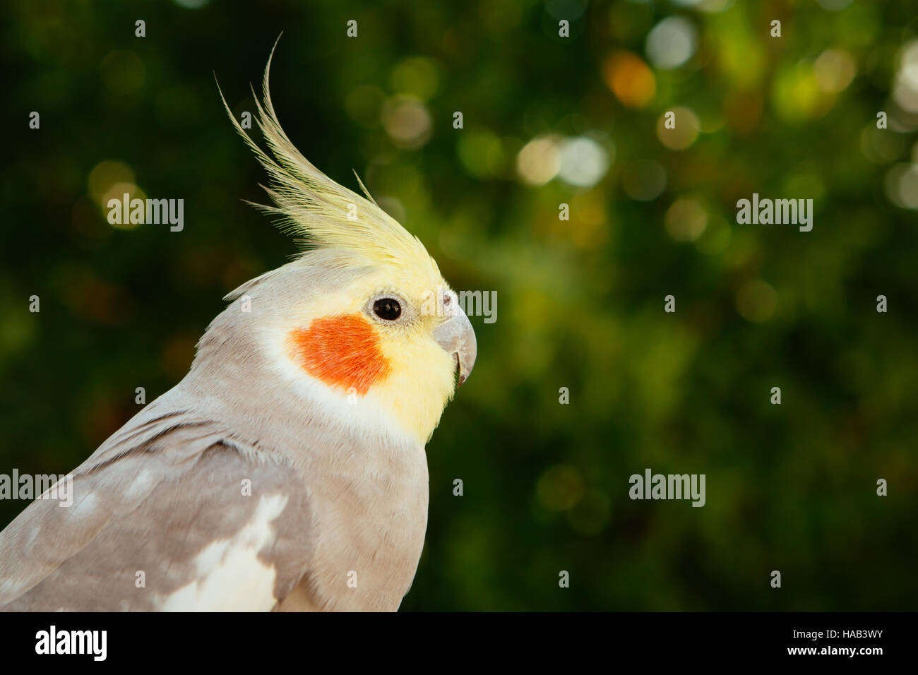Beautiful parrot nymph gray with yellow crest Stock Photo - Alamy