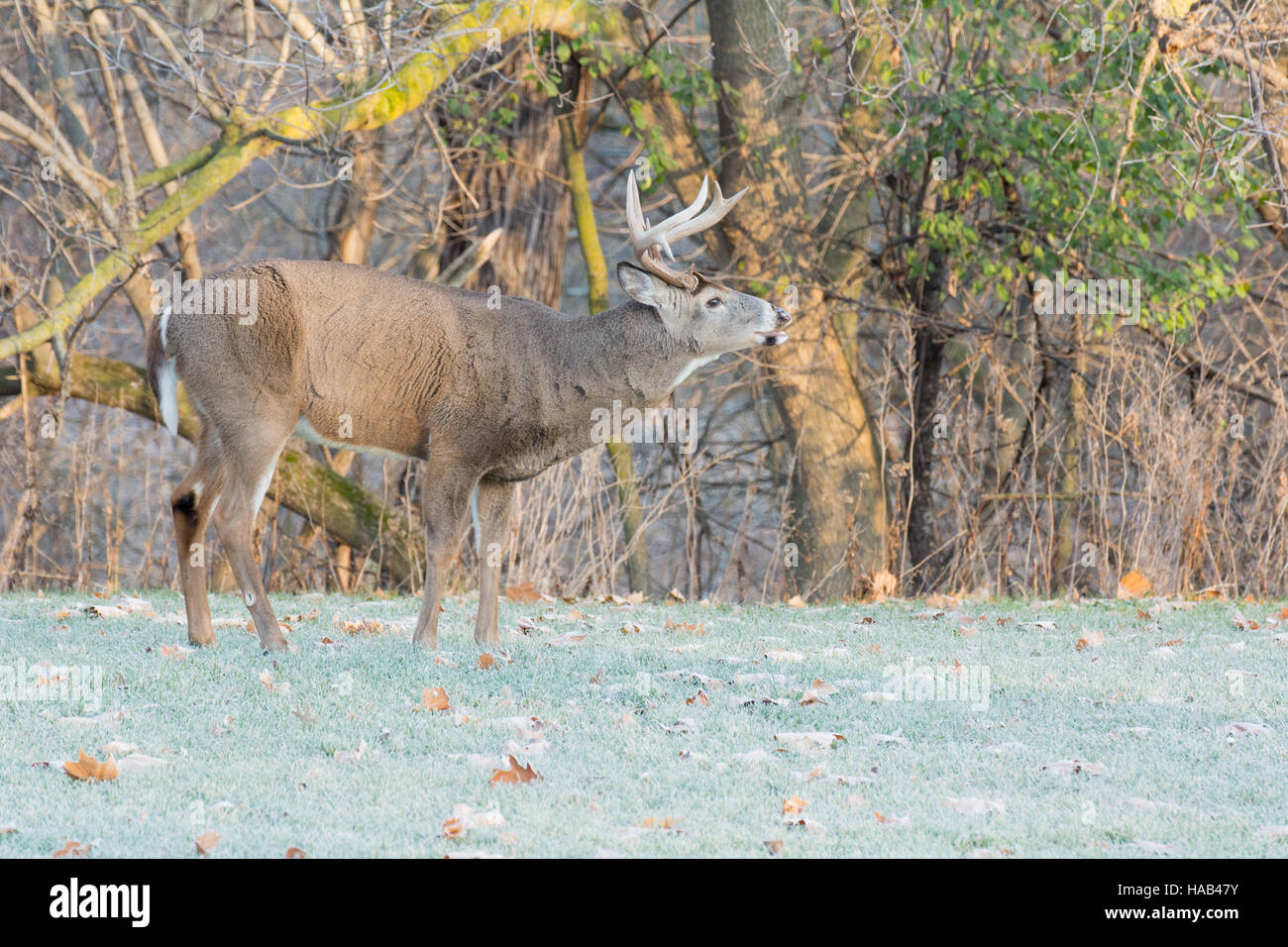 Whitetail Deer Buck standing in a field Stock Photo - Alamy