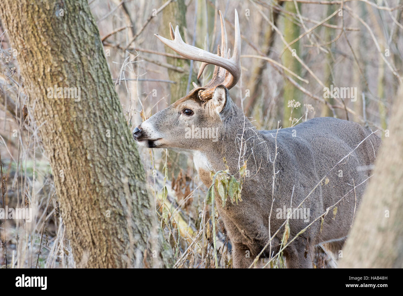 Whitetail Deer Buck standing in a thicket Stock Photo - Alamy