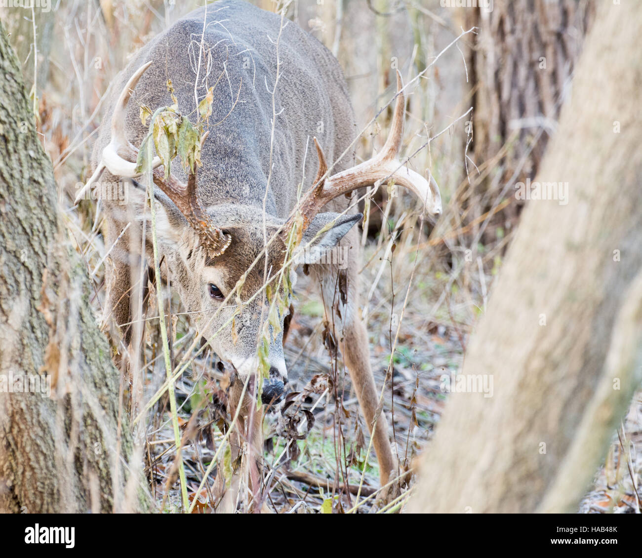 Whitetail Deer Buck standing in a thicket Stock Photo - Alamy