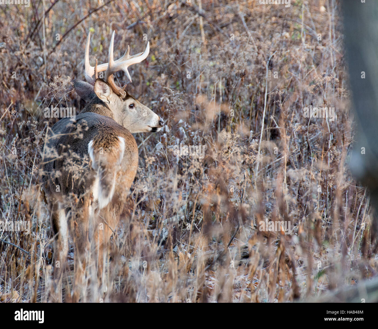 Whitetail Deer Buck standing in a thicket Stock Photo - Alamy