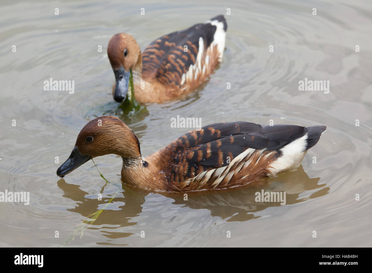 Fulvous whistling duck (Dendrocygna bicolor), also known as the fulvous ...