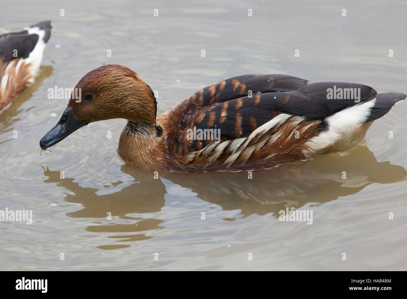 Fulvous whistling duck (Dendrocygna bicolor), also known as the fulvous ...
