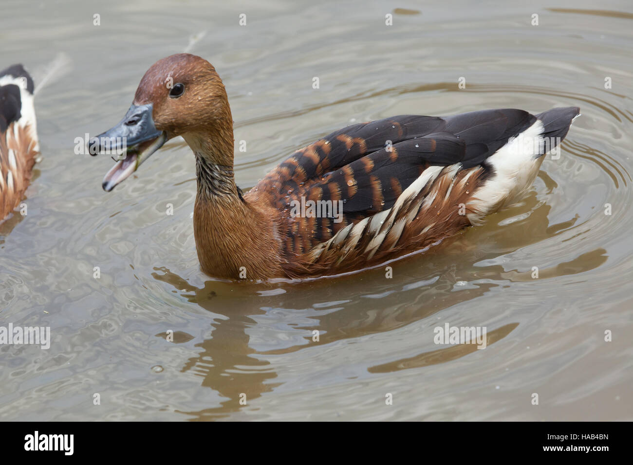 Fulvous whistling duck (Dendrocygna bicolor), also known as the fulvous ...