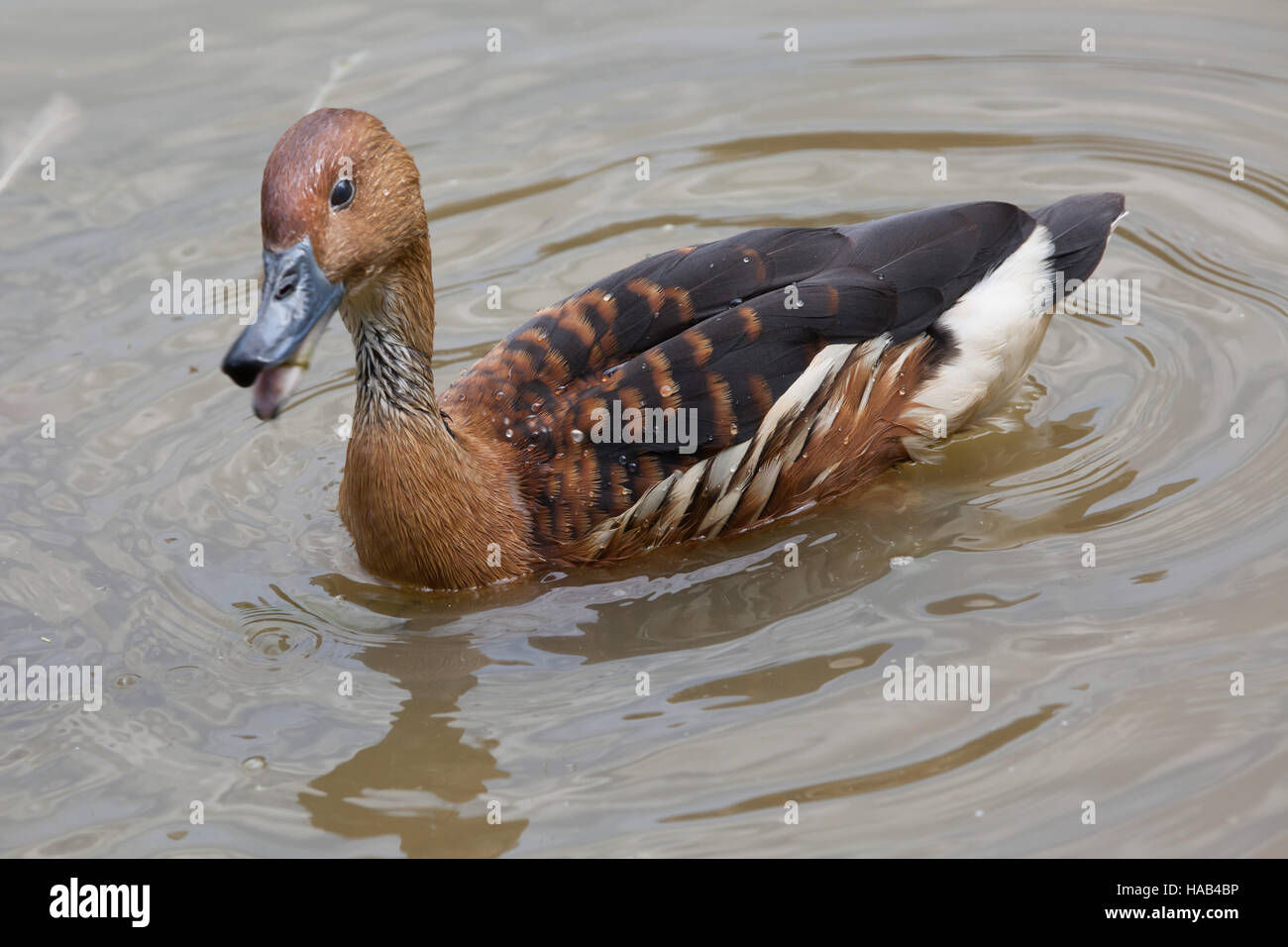 Fulvous whistling duck (Dendrocygna bicolor), also known as the fulvous ...