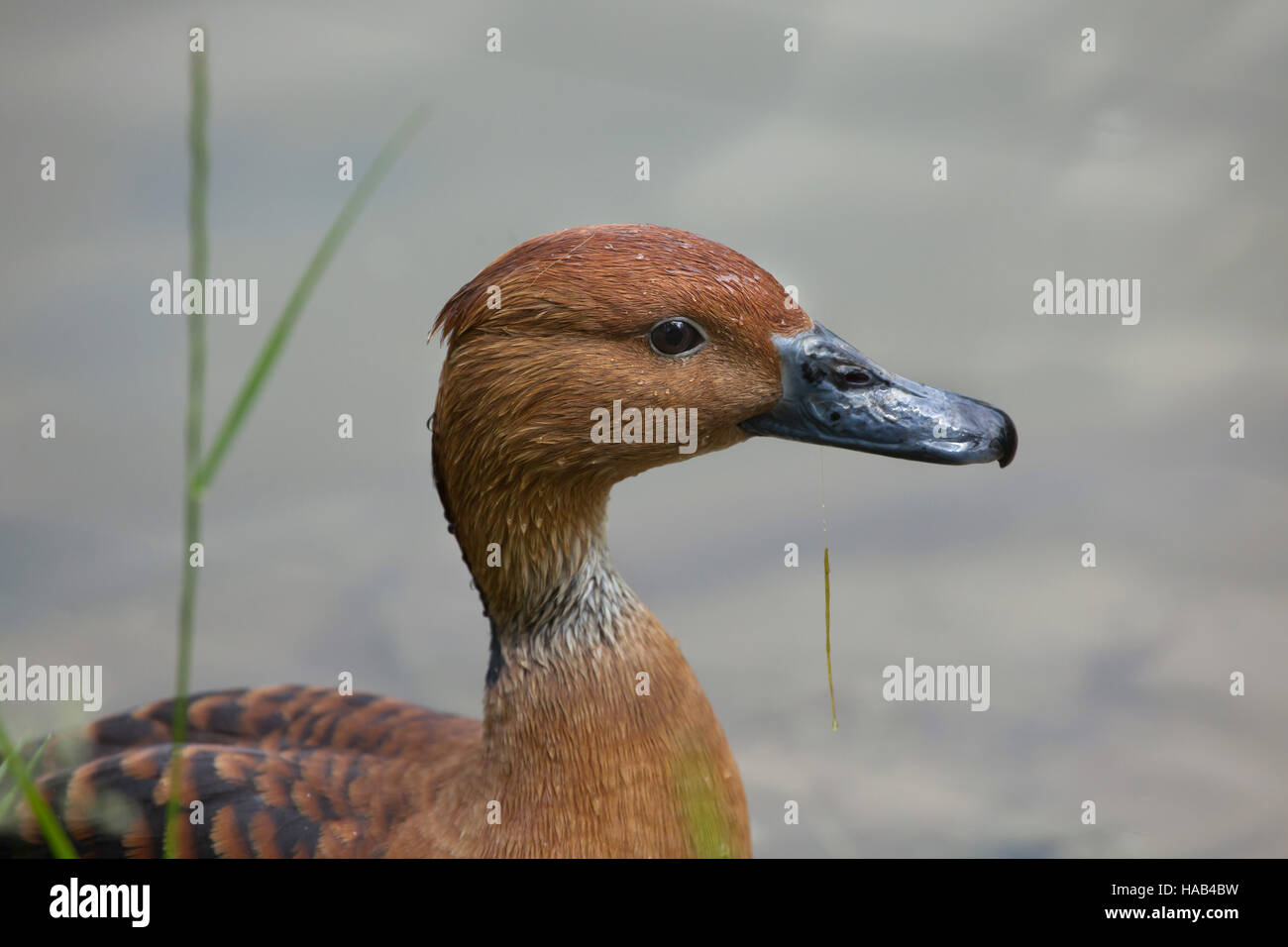 Fulvous whistling duck (Dendrocygna bicolor), also known as the fulvous ...