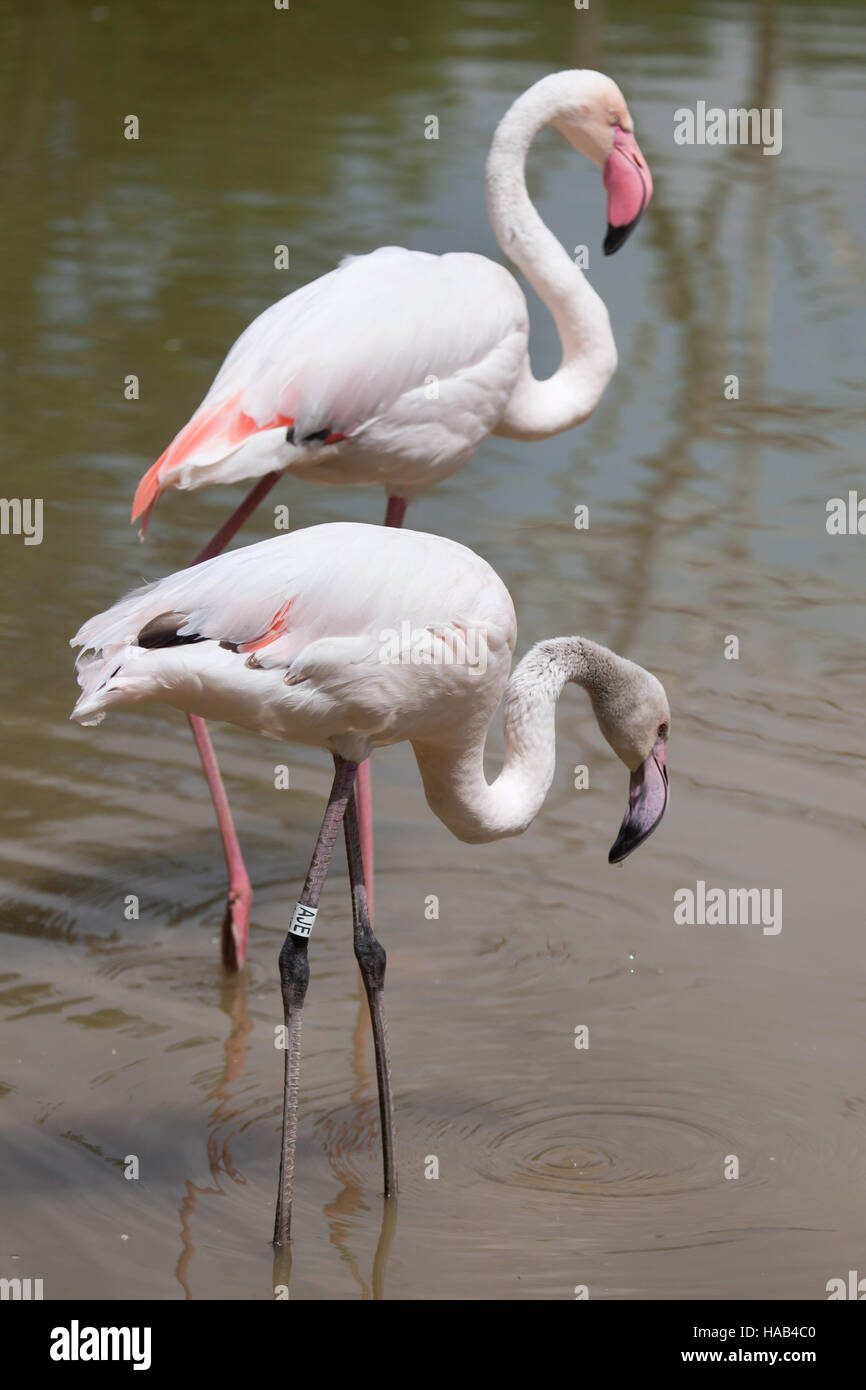 Greater flamingo (Phoenicopterus roseus Stock Photo - Alamy