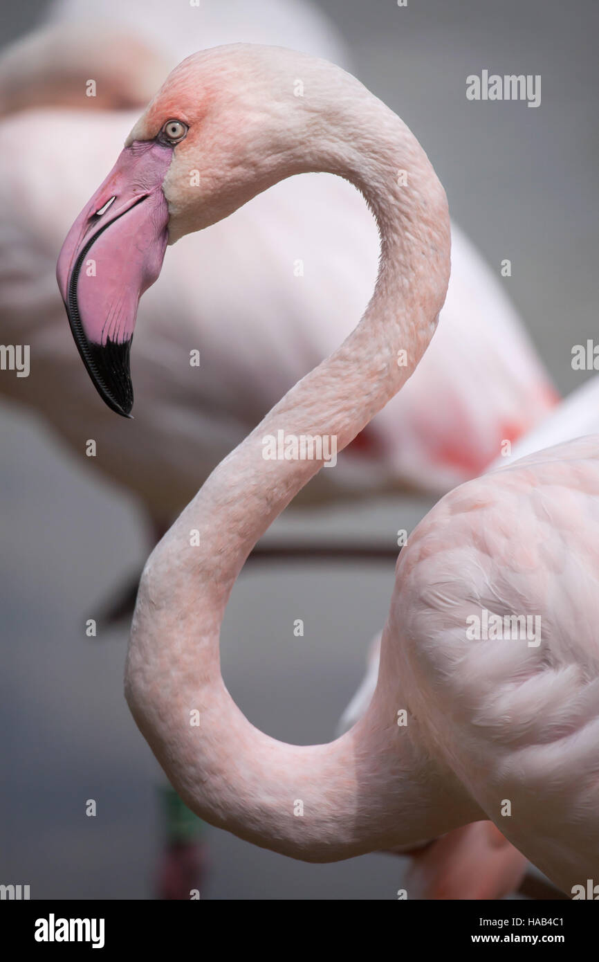 Phoenicopterus rubber roseus hi-res stock photography and images - Alamy