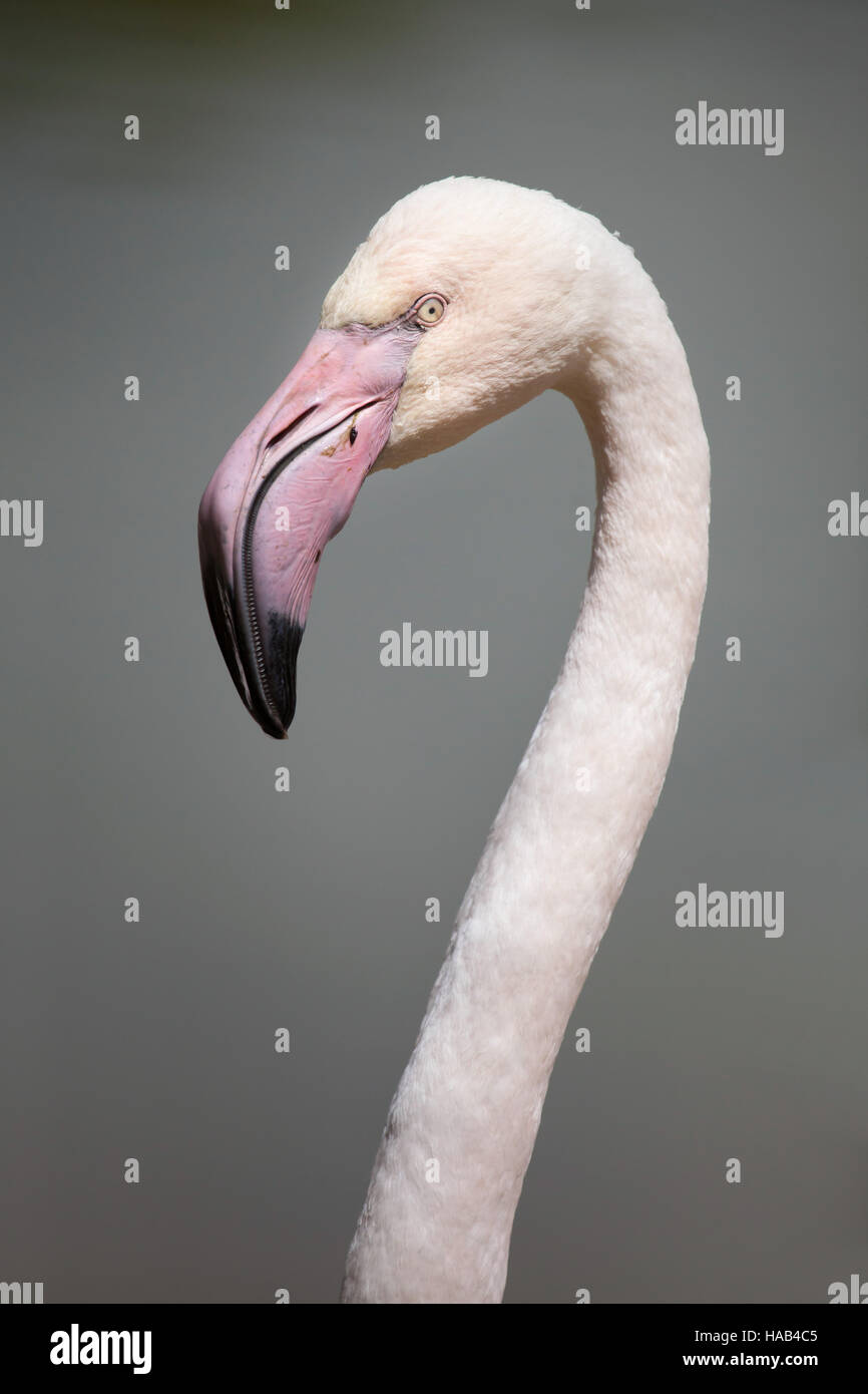 Aves bangladesh hi-res stock photography and images - Alamy