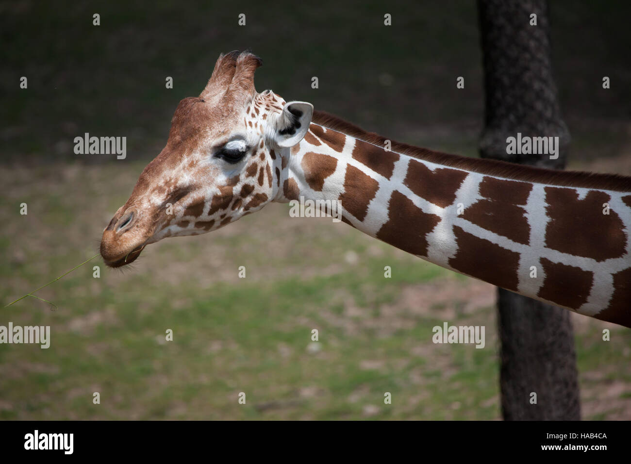 Reticulated giraffe (Giraffa camelopardalis reticulata), also known as the Somali giraffe Stock ...