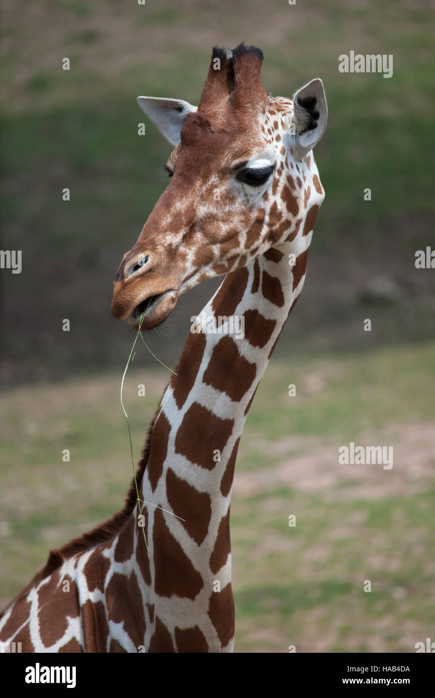 Reticulated giraffe (Giraffa camelopardalis reticulata), also known as the Somali giraffe Stock ...