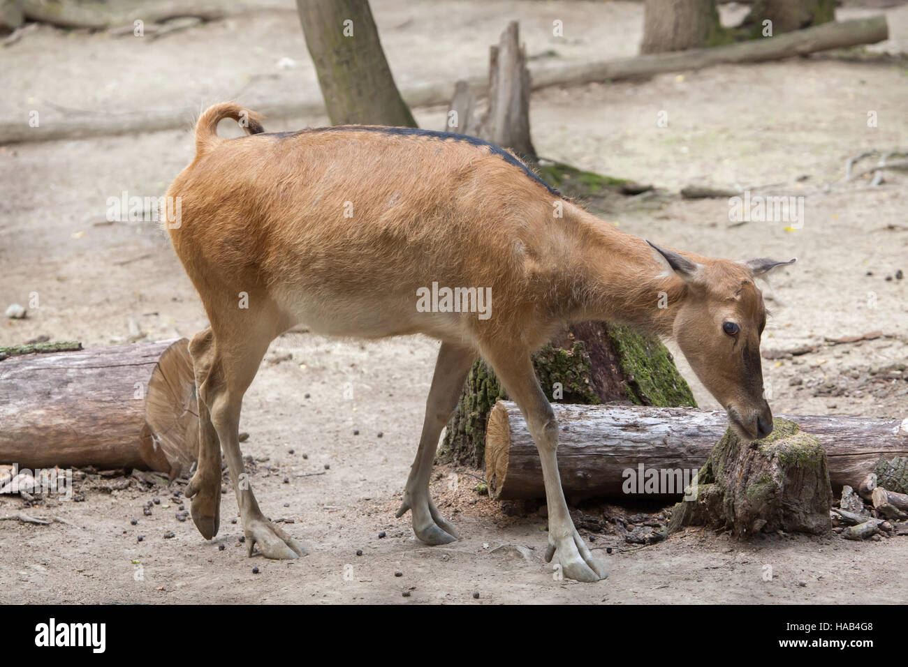 Pere David's deer (Elaphurus davidianus), also known as the milu Stock ...