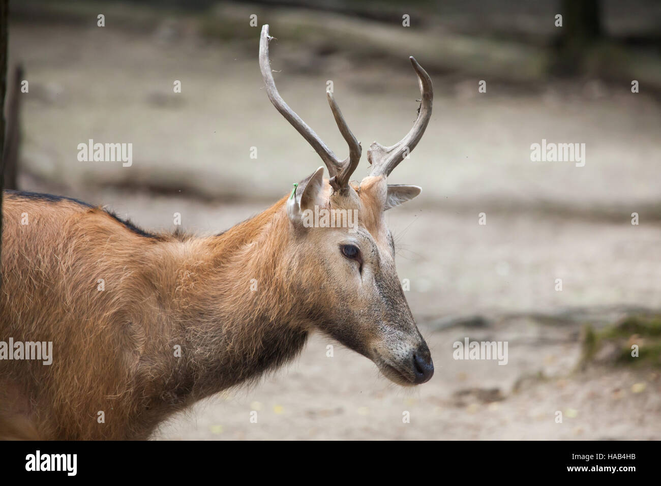 Pere David's deer (Elaphurus davidianus), also known as the milu Stock ...