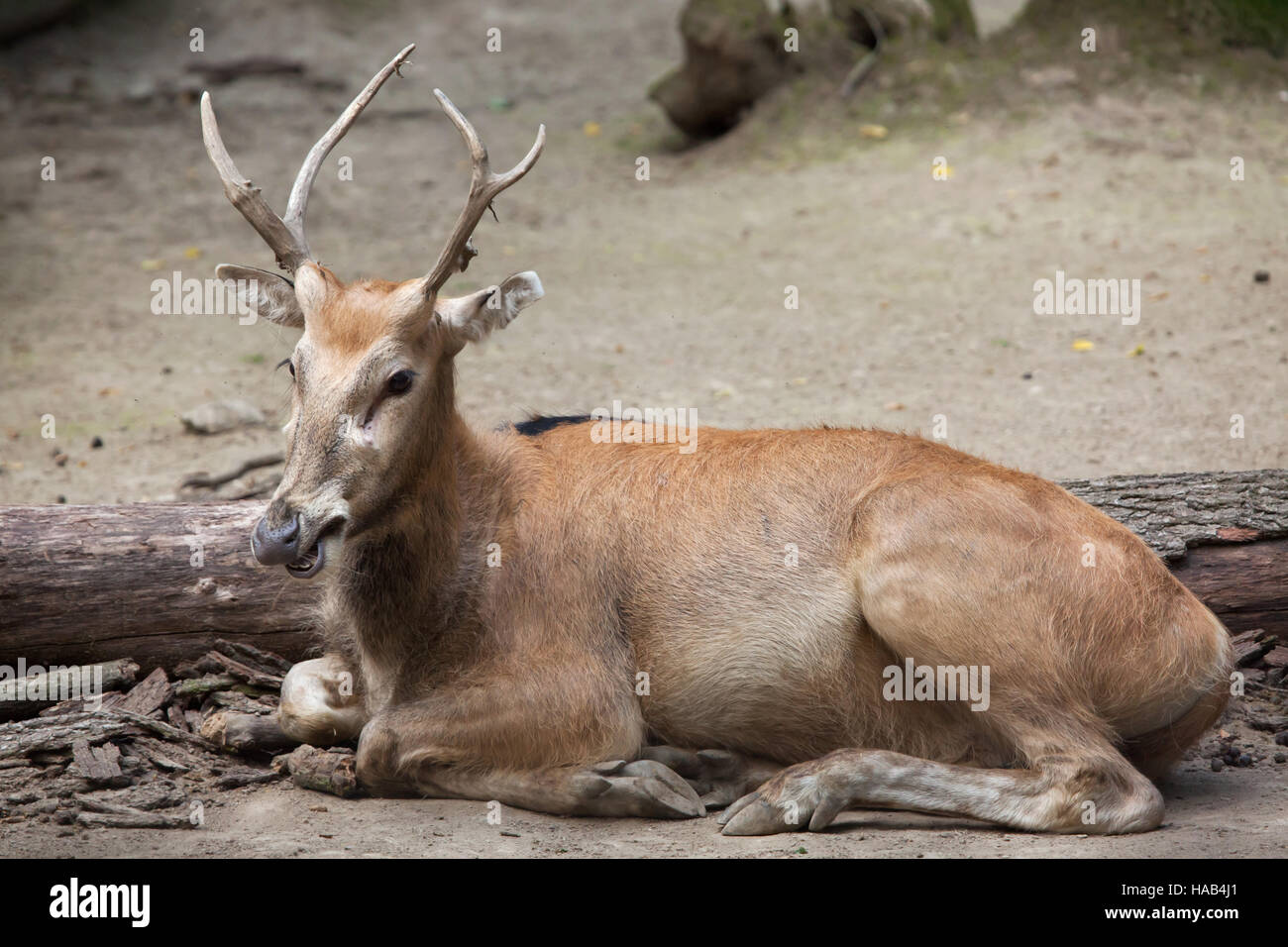 Pere David's deer (Elaphurus davidianus), also known as the milu Stock ...