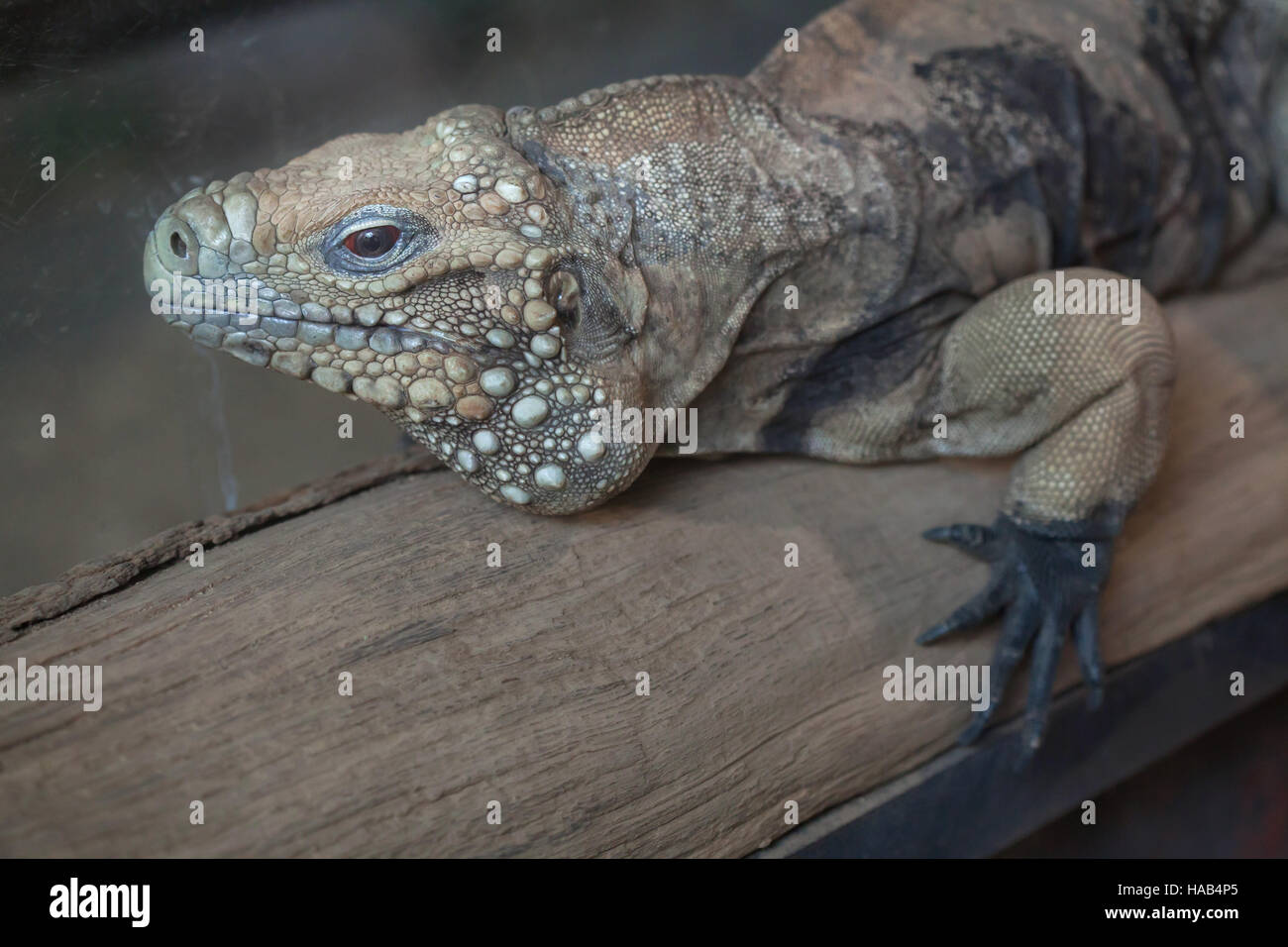 Cuban rock iguana (Cyclura nubila), also known as the Cuban ground ...