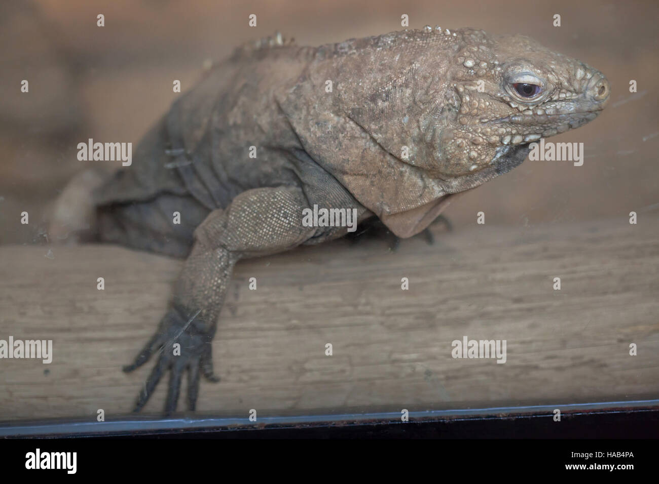 Cuban rock iguana (Cyclura nubila), also known as the Cuban ground ...