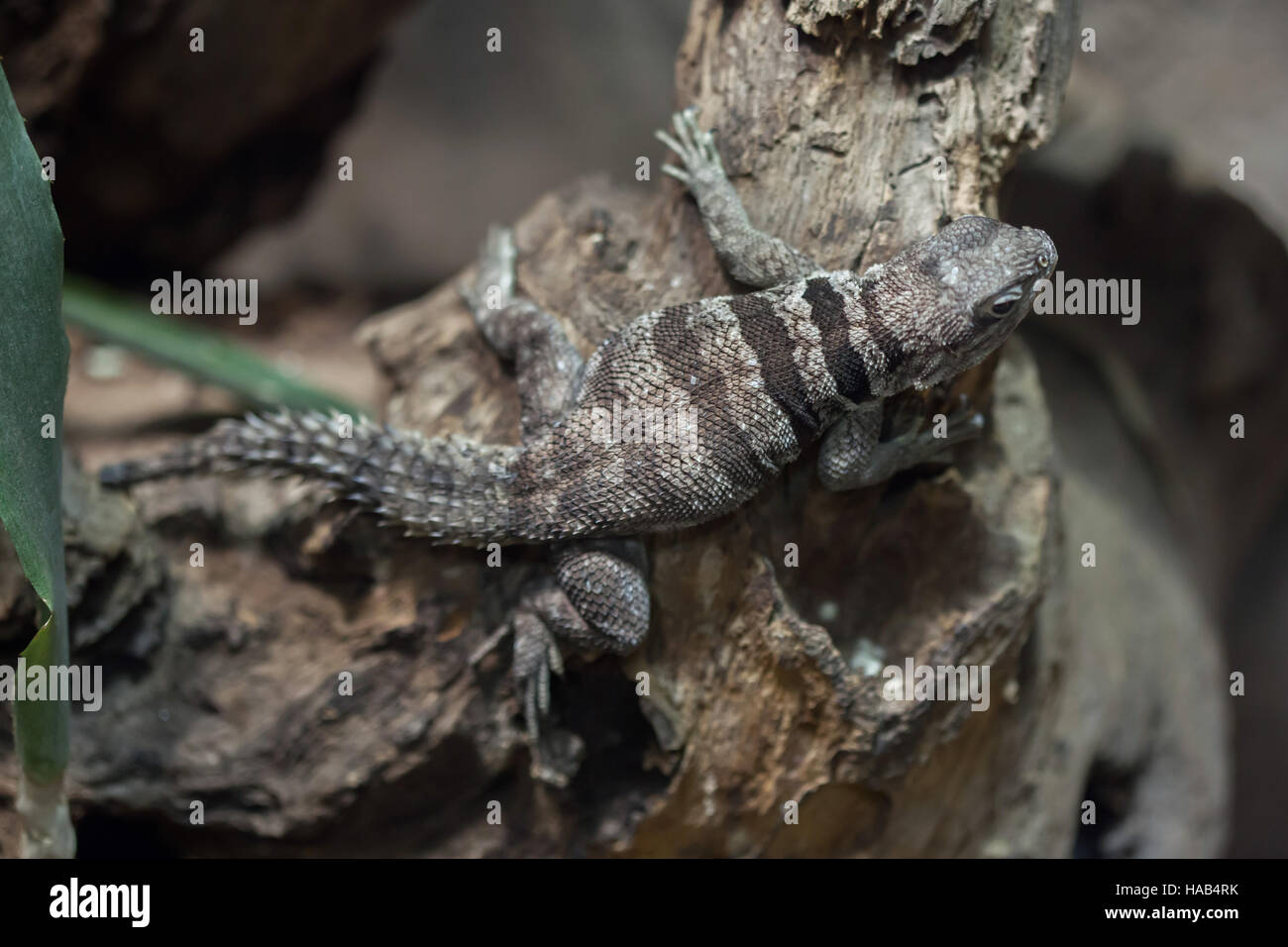 Cuvier's Madagascar swift (Oplurus cuvieri), also known as the ...